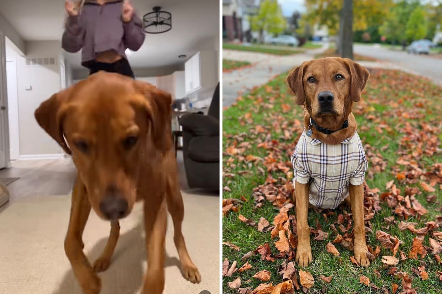 This Dog Dancing To A Social Media Trend Will Blow Your Mind | ThePetsTome