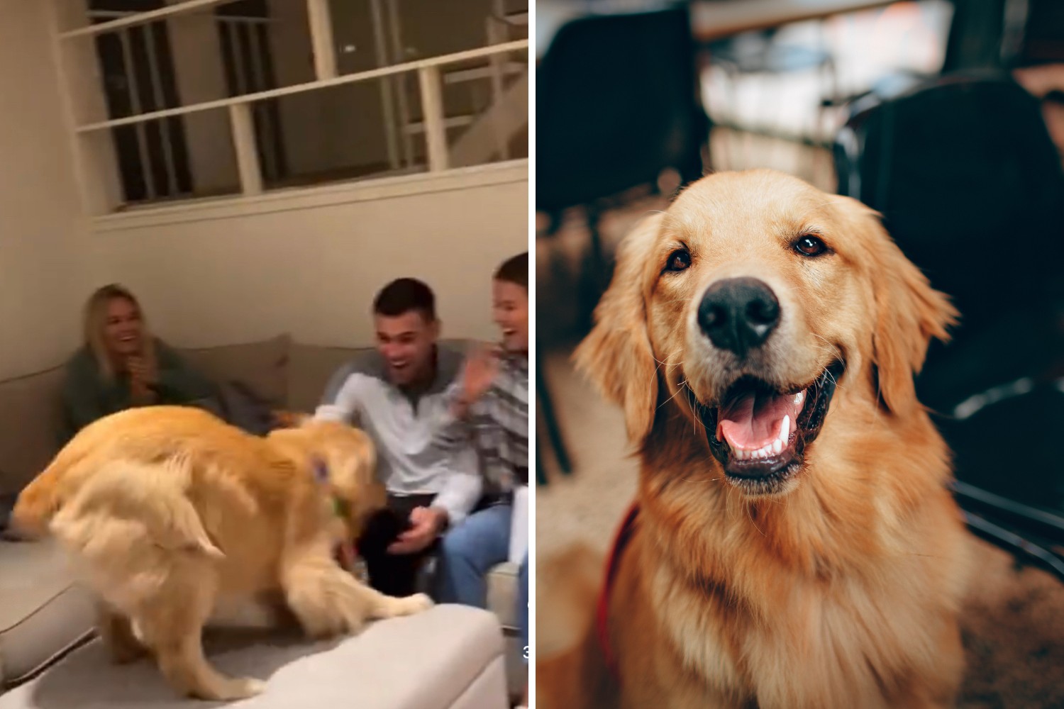 This Dog's Reaction To Getting Clapped For Is The Best Thing You'll See ...