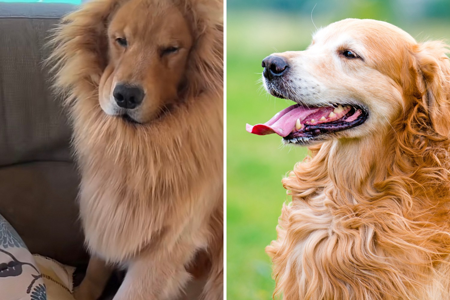 This Golden Retriever Wearing A Lion's Mane Is Extremely Adorable ...