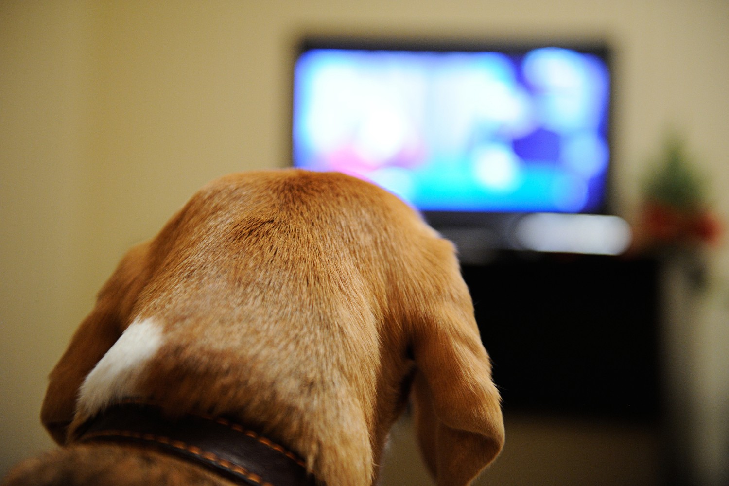 This Intuitive Dog Gets Heartbroken While Watching “The Lion King” In ...