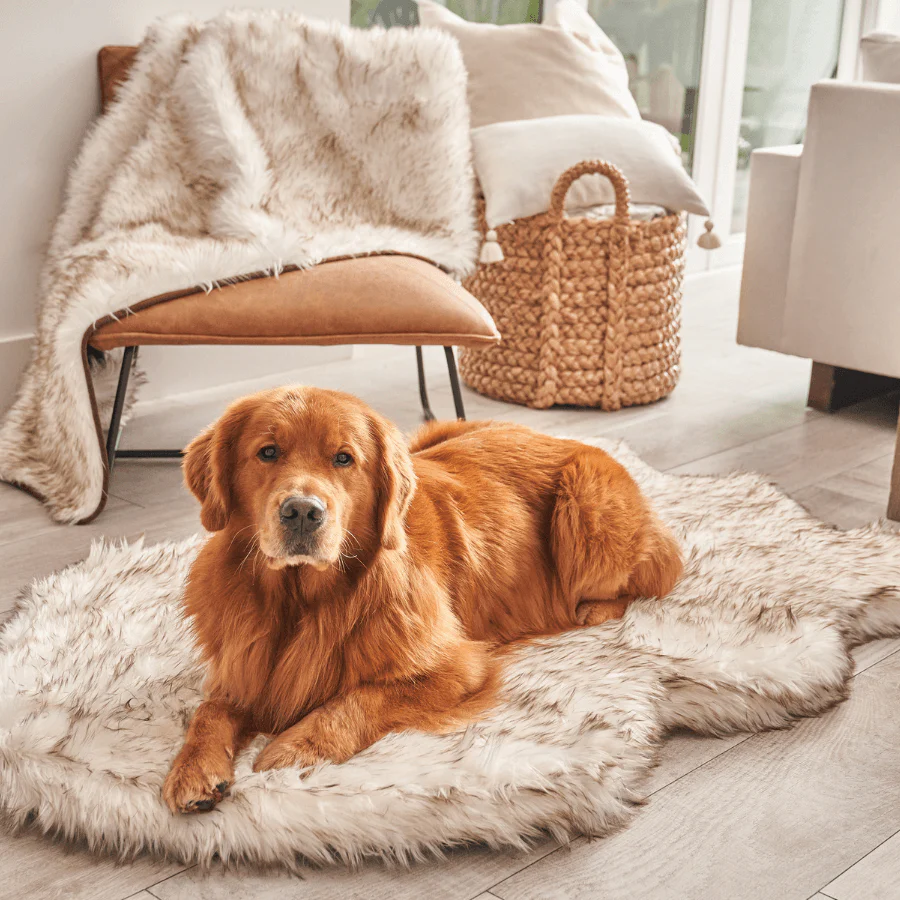 Do They Sedate Dogs to Remove Staples? | ThePetsTome