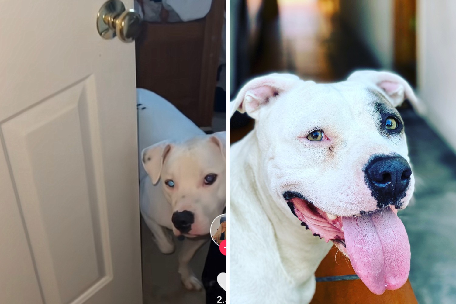 Pitbull Is Mad At His Mum For Taking His Toy And What He Does Is ...