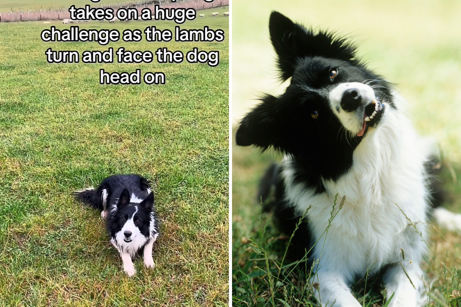 This Border Collie's Herding Abilities Will Amaze You | ThePetsTome
