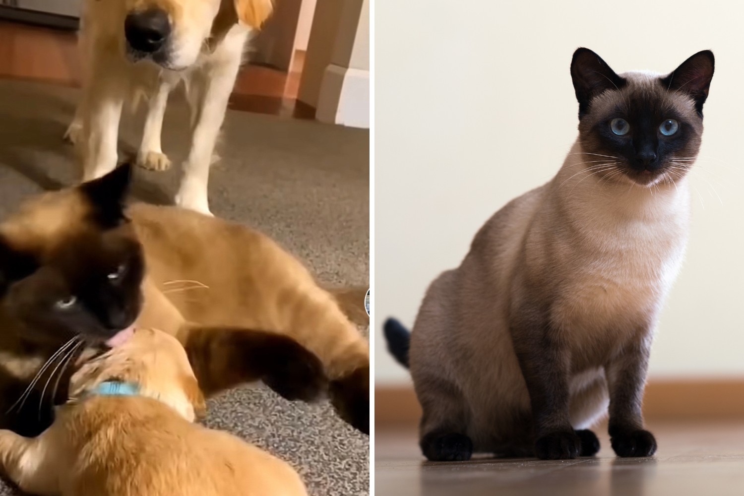 Watch The Moment Cat Takes Up The "Aunty" Duties For A Fussy Puppy ...