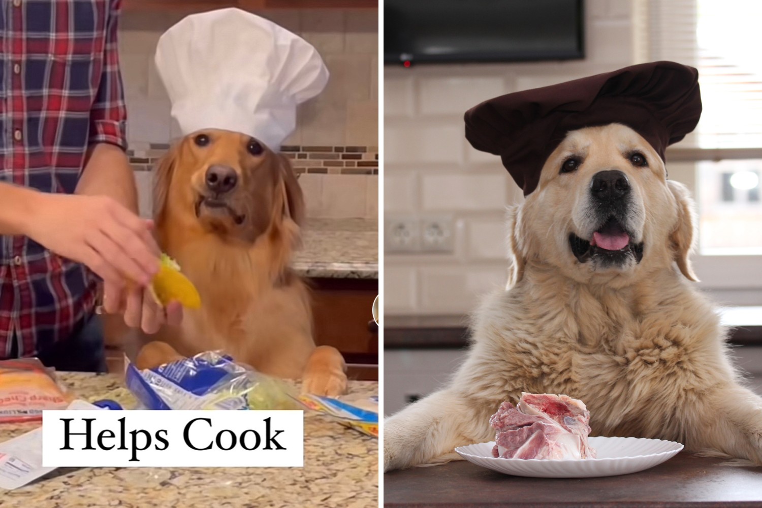 This Helpful Dog With Multiple Skills Is Winning Hearts | ThePetsTome