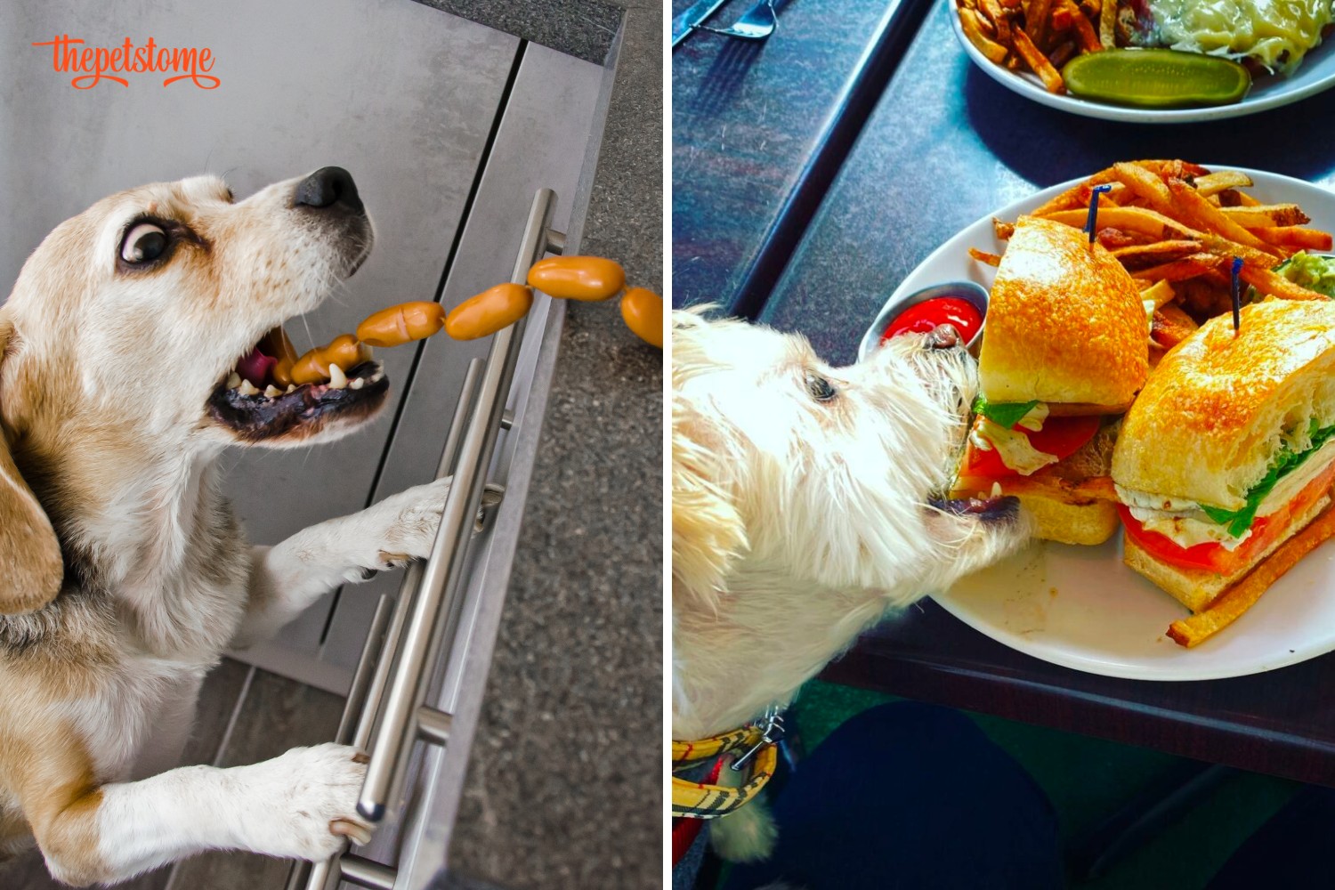 7 Signs Your Pooch Is Plotting to Steal Your Dinner | ThePetsTome
