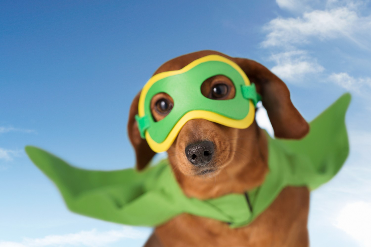 5 Signs Your Dog Dreams of Being a Superhero | ThePetsTome