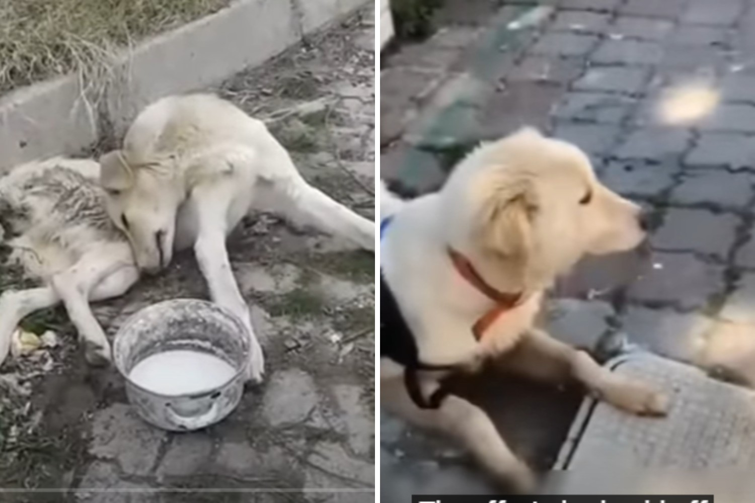 Physically Challenged Stray Dog Begs For Help Until He Gets One ...