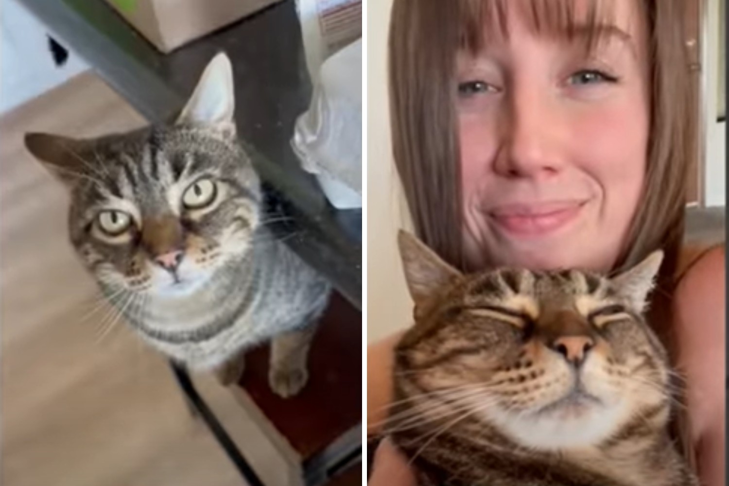 Woman Goes To The Animal Shelter For Adoption And Finds Her Soul Cat ...