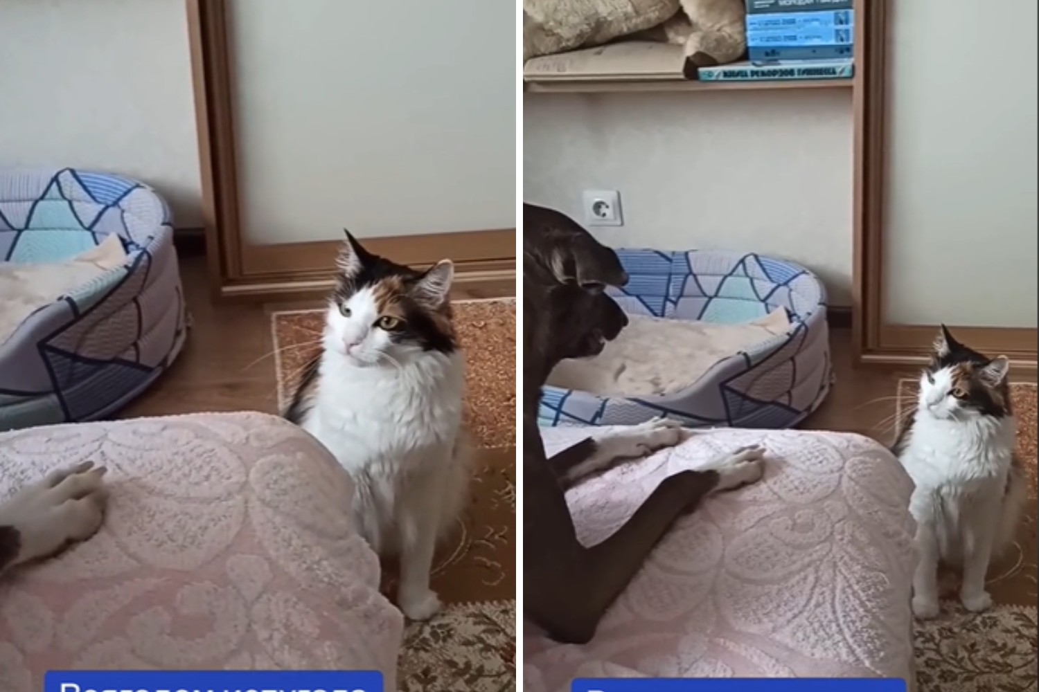 Fearless Cat Gives Her Growling Dog Companion A Dead Stare And Wins The ...