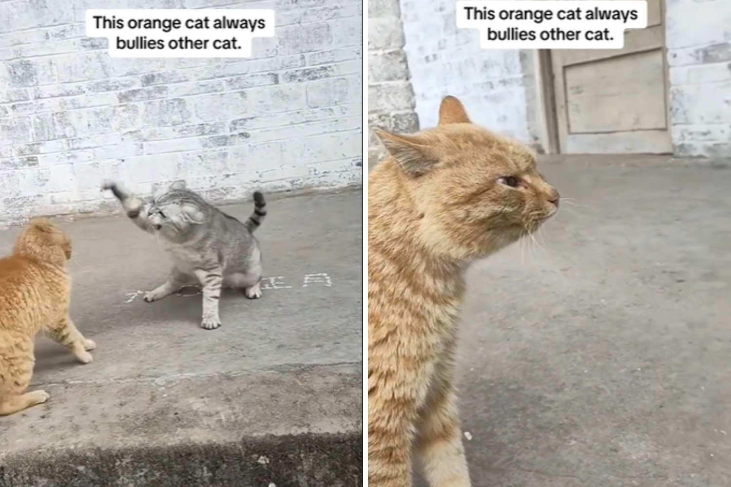 This Orange Cat's Face When His Cat "Buddy" Stands Up For Itself Is ...